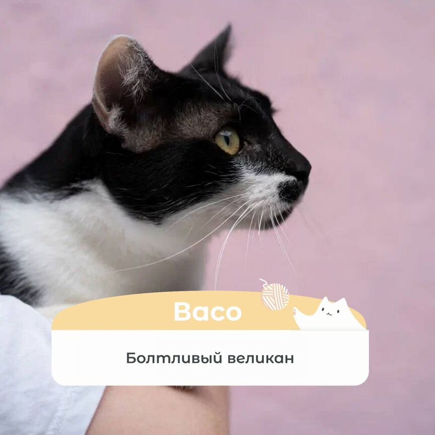 Разговорчивый великан кот в дар