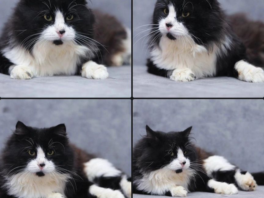 Кот кастрированый 3 года