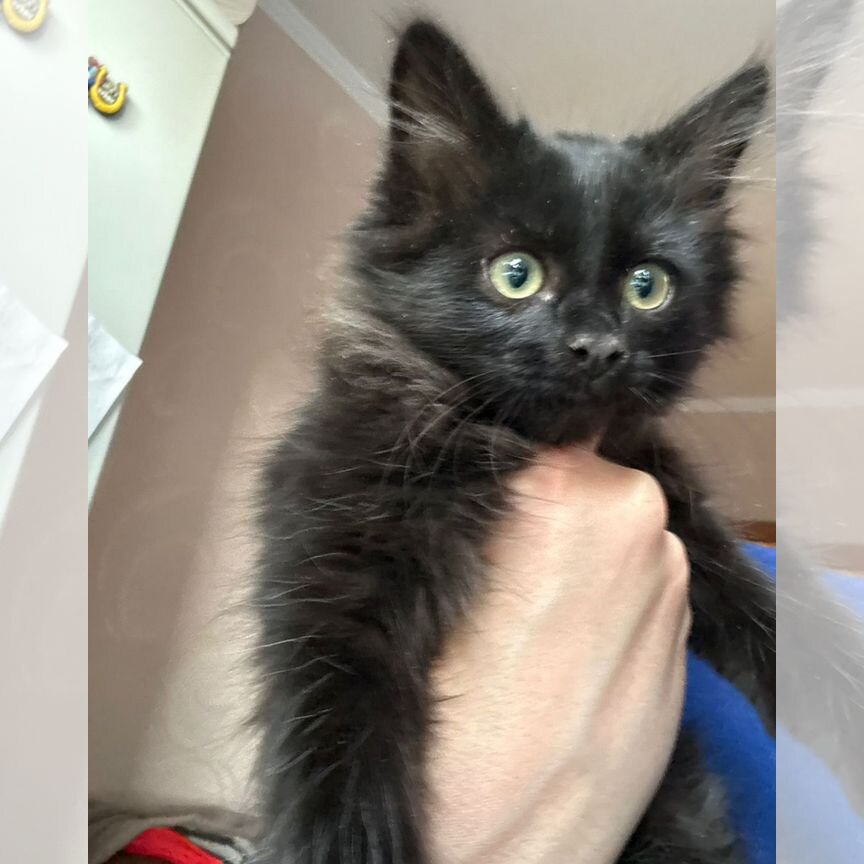 Котёнок в добрые руки