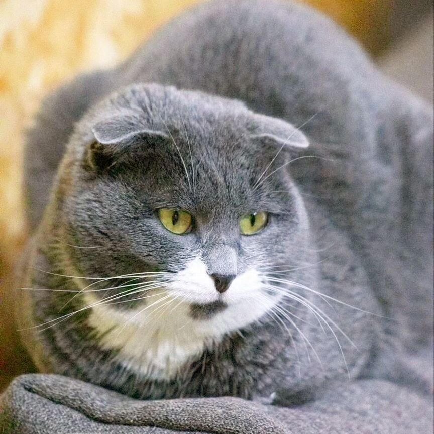 Коты и кошки из приюта в добрые руки