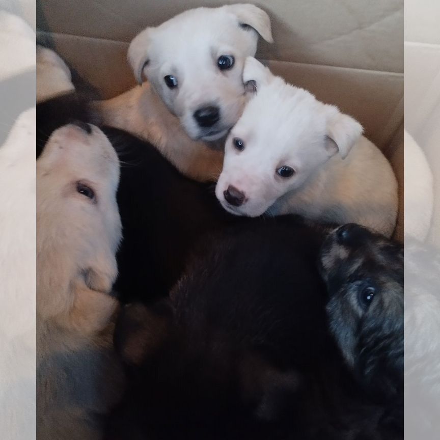 Щенок в добрые руки