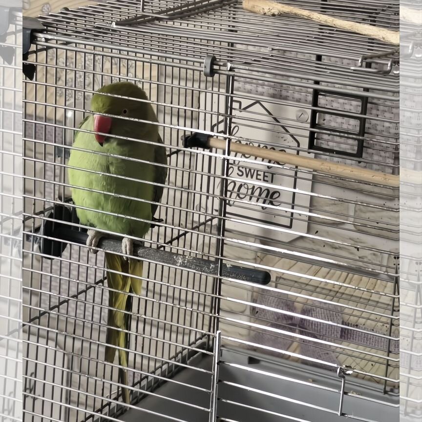 Ожереловый попугай самец