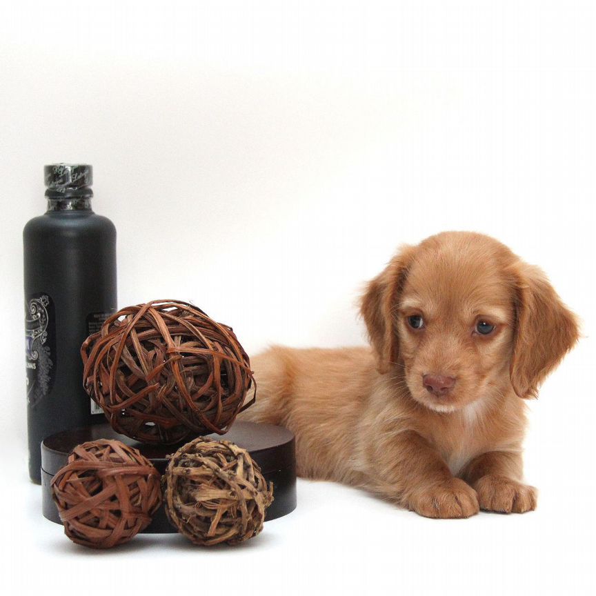 Карликовая такса, щенок