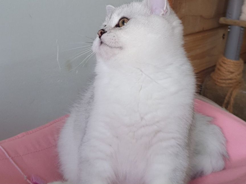 Британский кот Икар