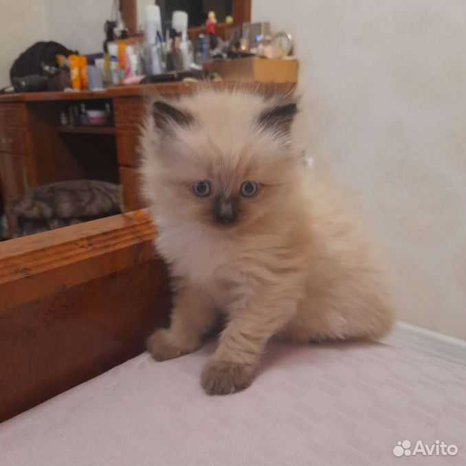 Сиамская кошечка ищет дом