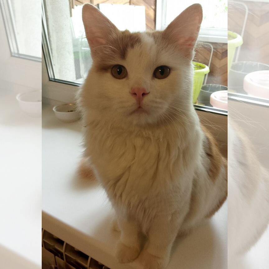 Котик