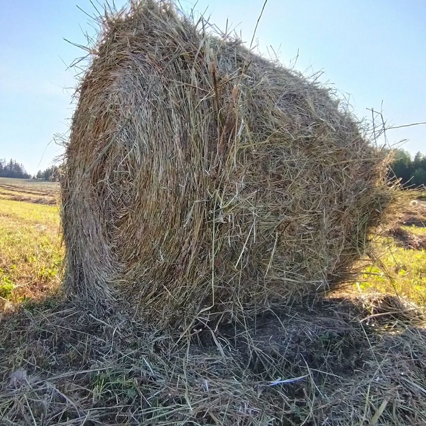 Сено в рулонах