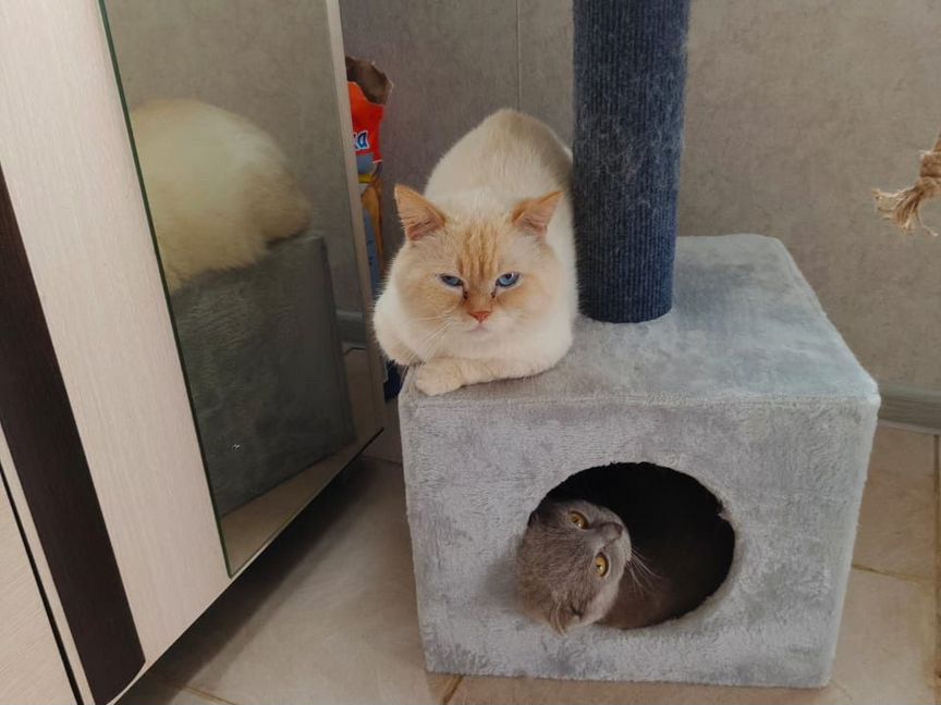 Коротколапый кот