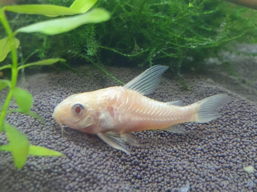 Отдам сомика