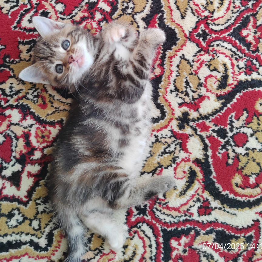 Котята в добрые руки бесплатно девочки