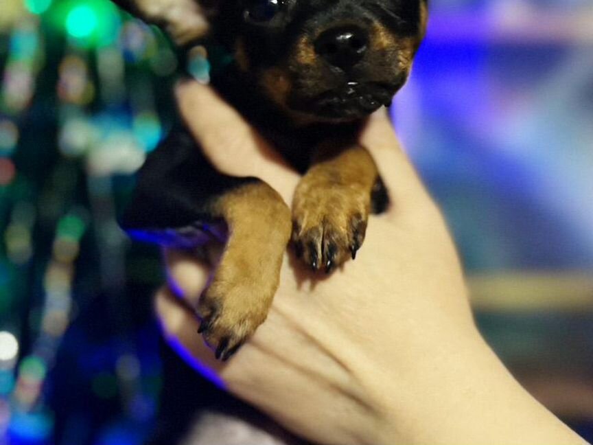 Чудесный мальчик той терьера