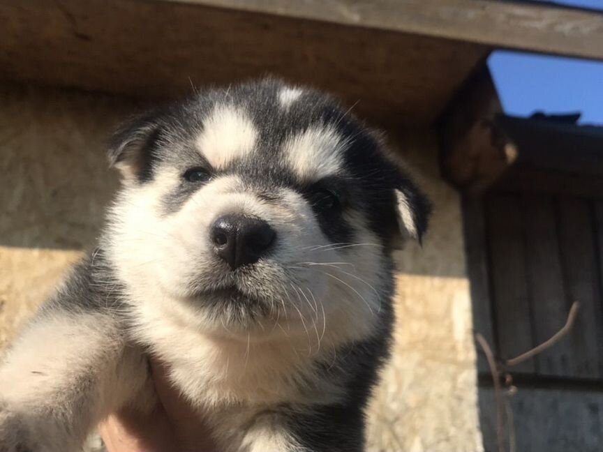 Продам щенков хаски