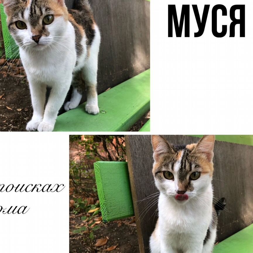 Кошка на удачу