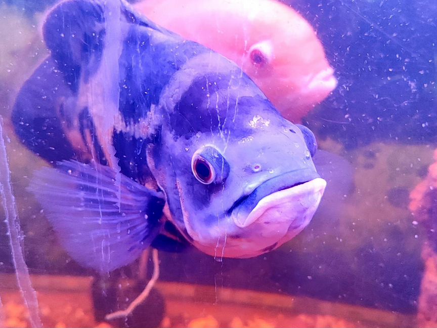 Астронотус