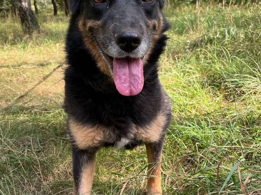 Собака в добрые руки Китнисс