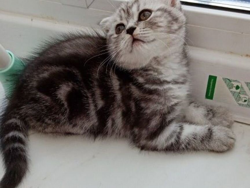 Черный мрамор шотландский котёнок