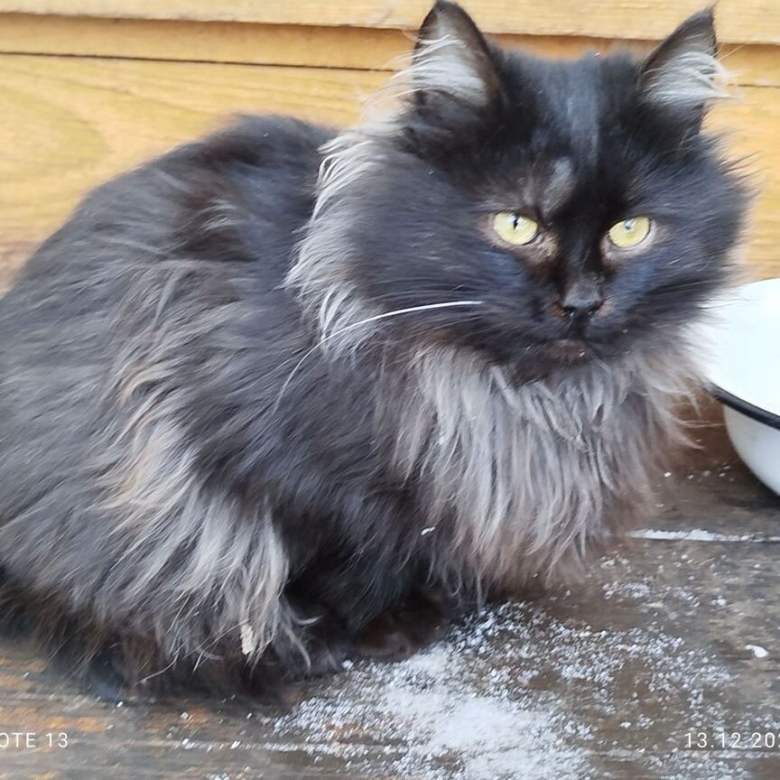 Котята в добрые руки бесплатно