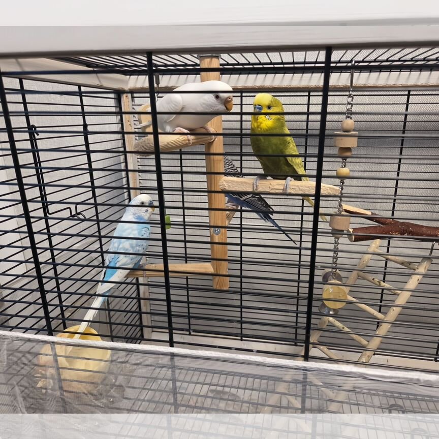 Волнистый попугай с клеткой