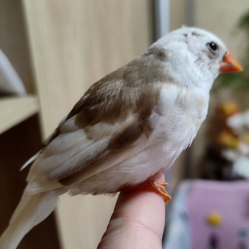 Зебровые амадины