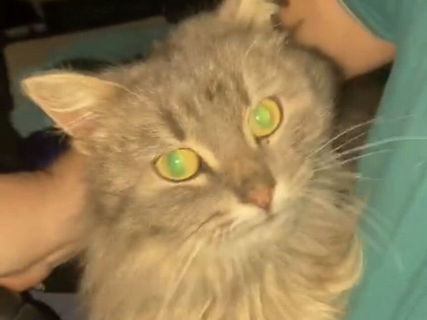 Кошка