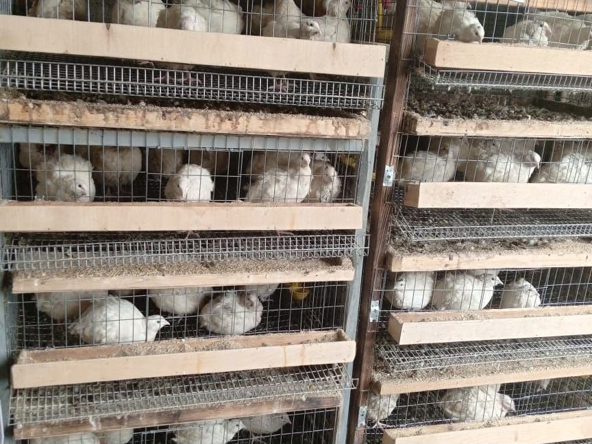 Перепелята Техасса и Феникса