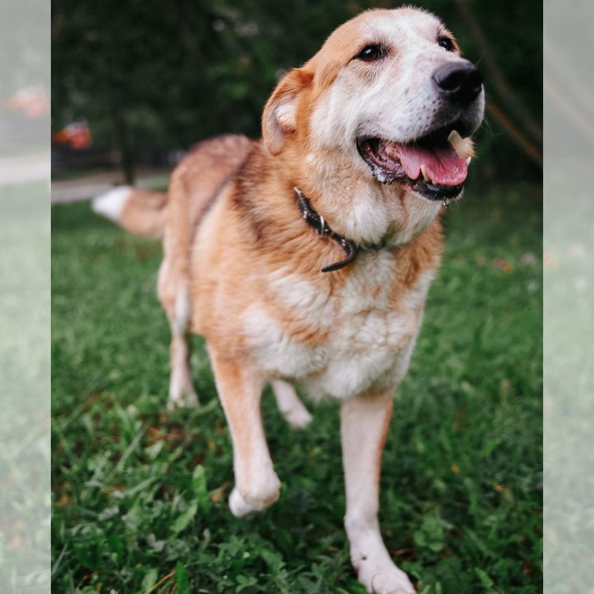 Взрослая собака в добрые руки