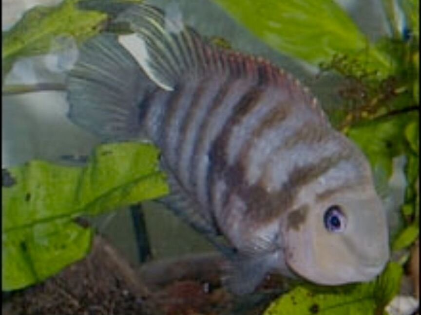 Аквариумная рыбка