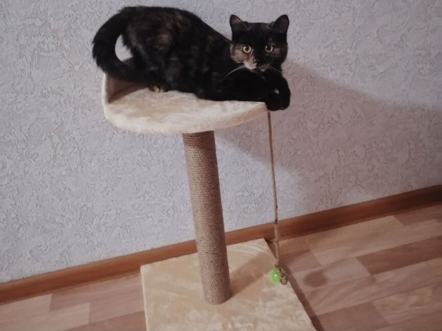 Кошка на вязку