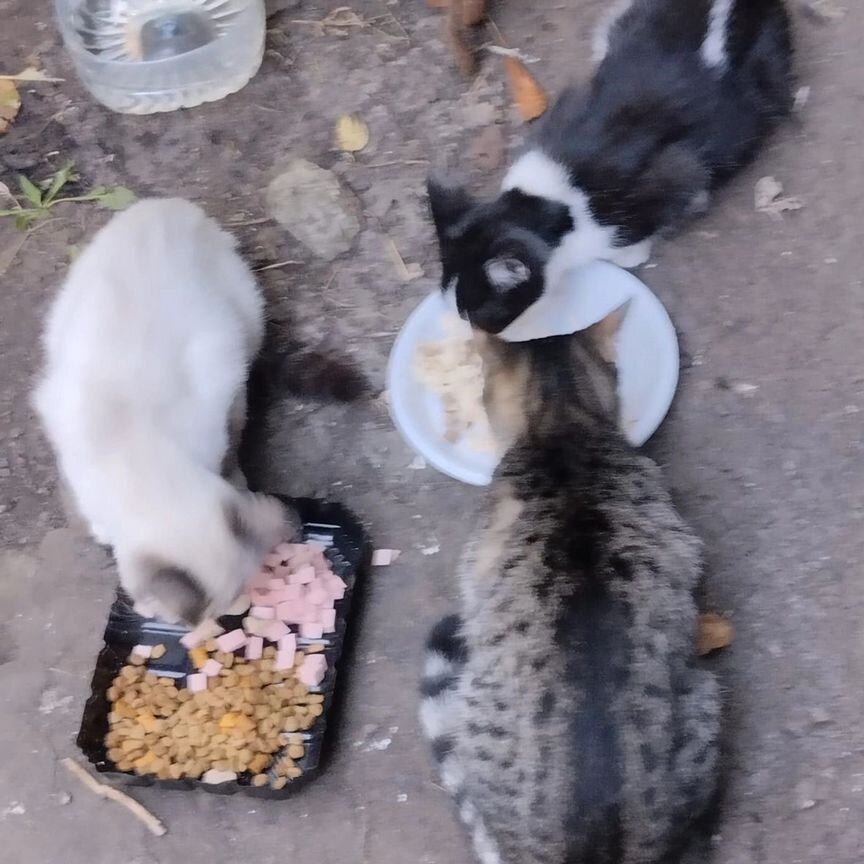 Котята выживают одни на улице