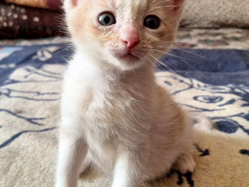 Милые котята ищут хозяев (бесплатно)