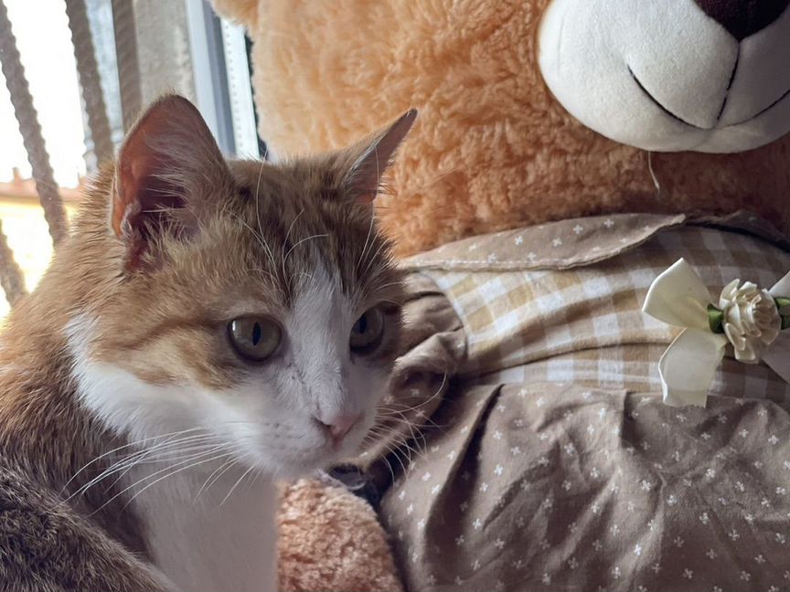 Кошечка пухляшик
