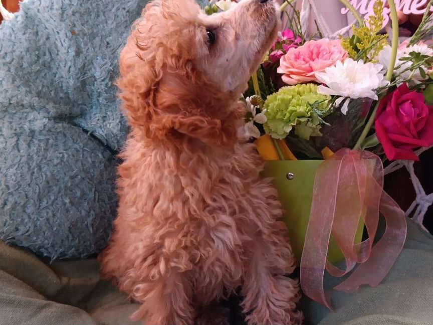 Той-пудель мальчик