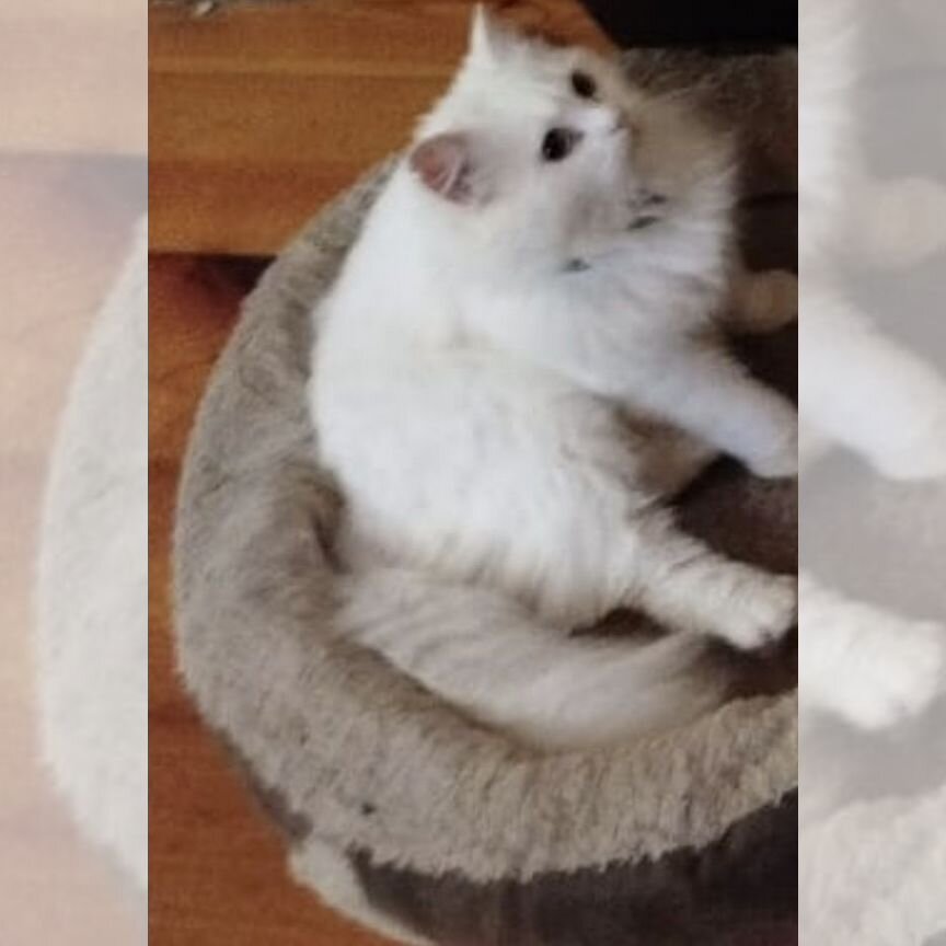 Кошка