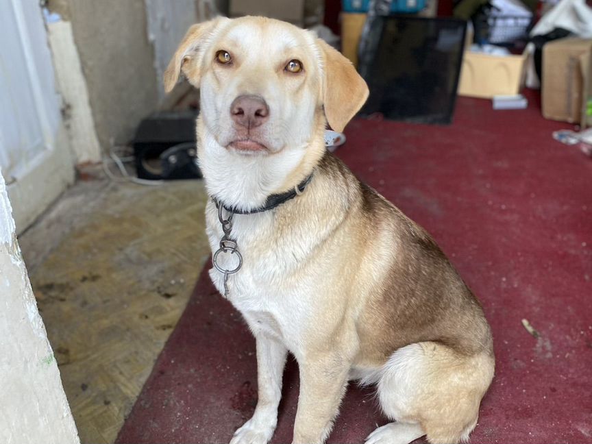 Собака в добрые руки