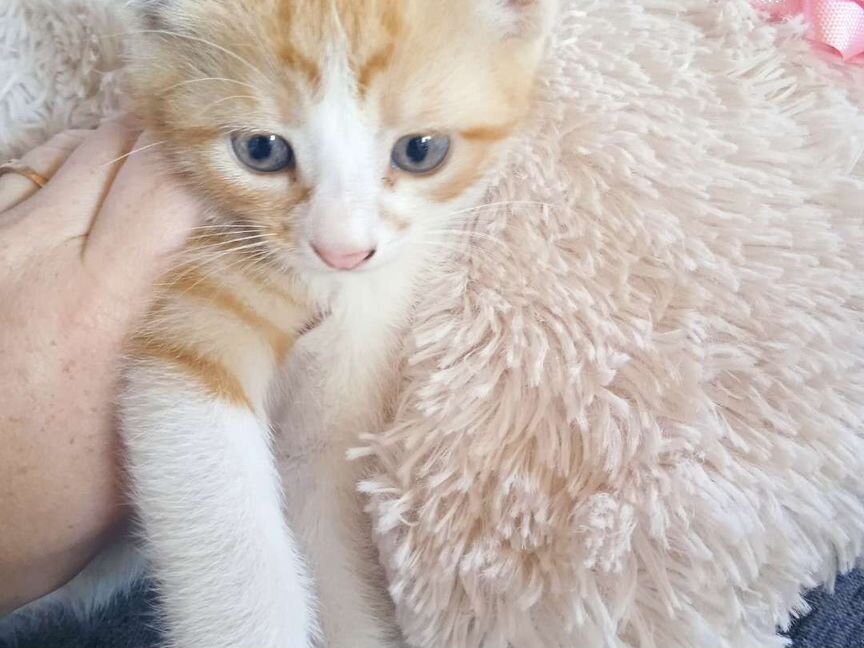 Очаровательная котейка