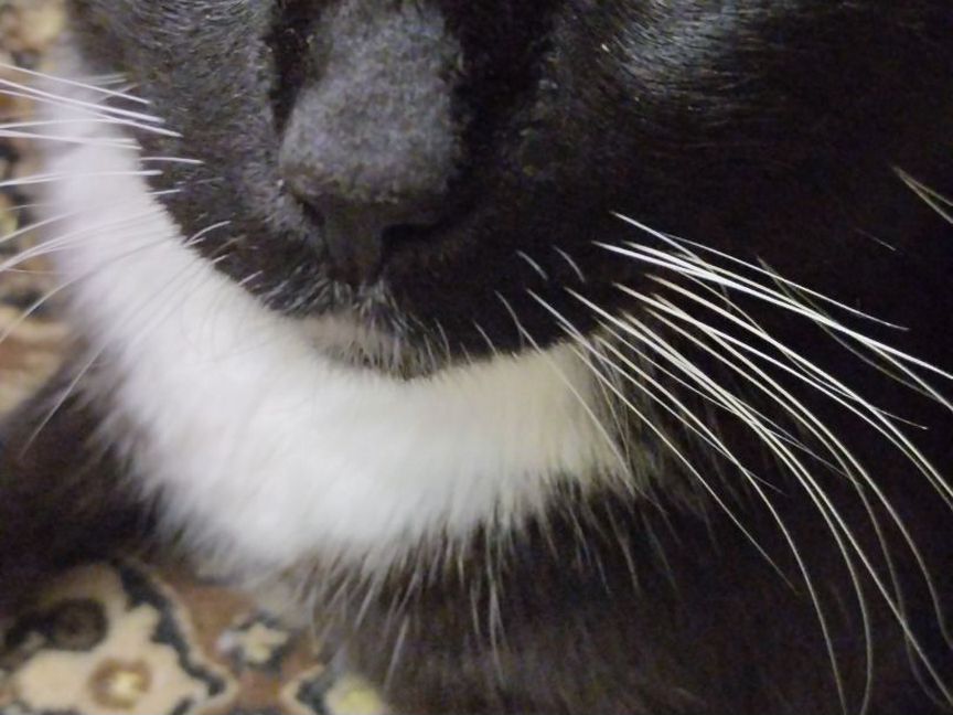 Кот охотник