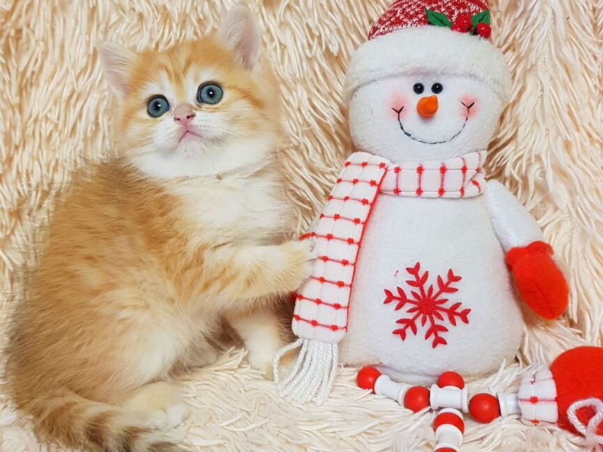 Шотландский котик