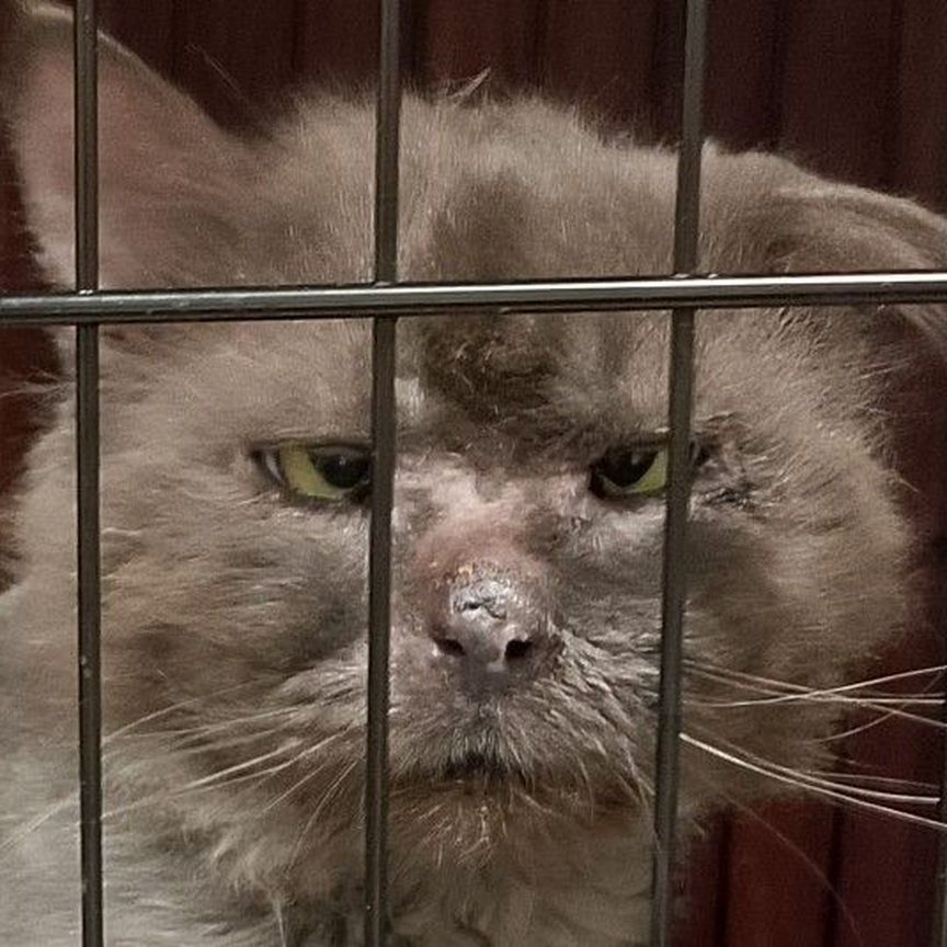 Сжальтесь над несчастным котом