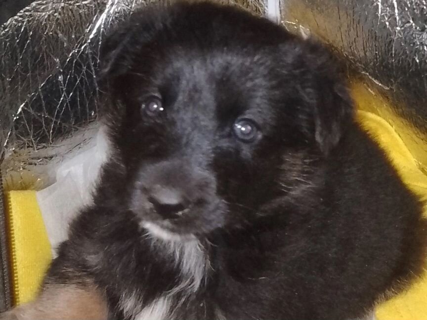 Щенок овчарки девочка Ляля