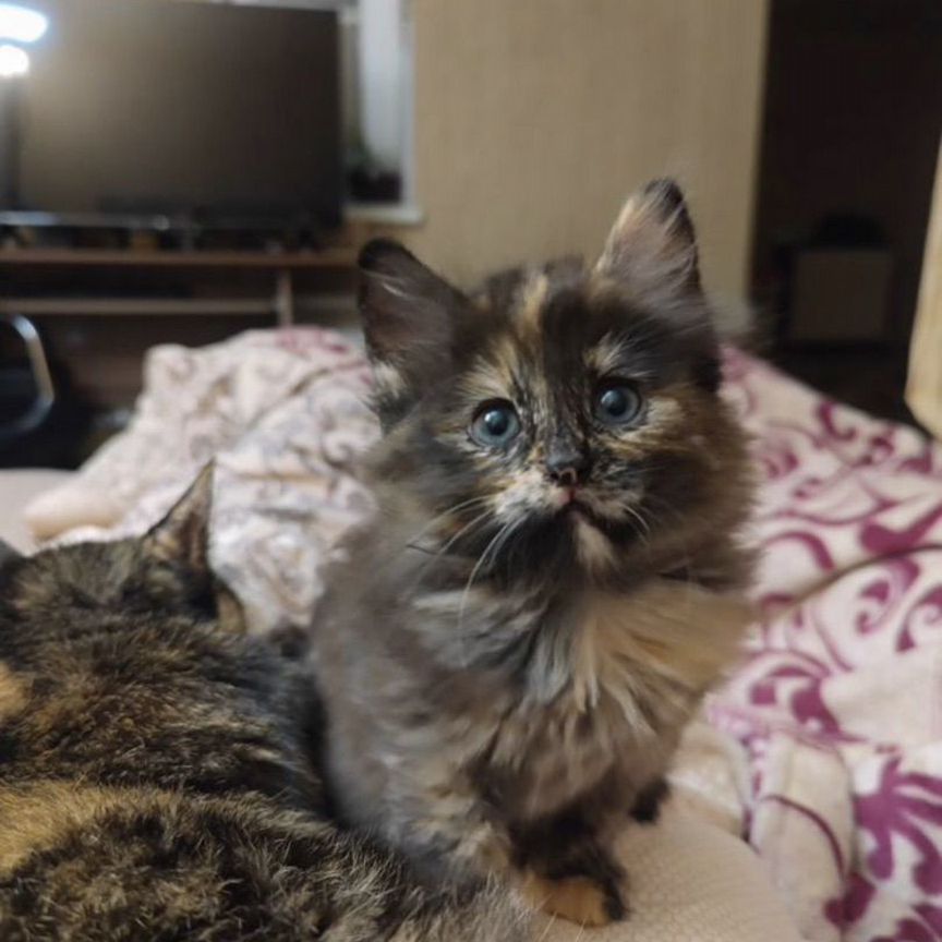Котенок в добрые руки
