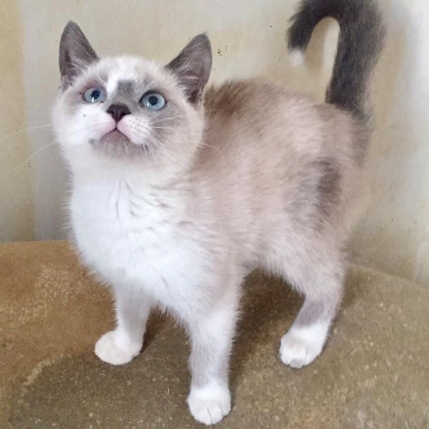 Котёнок невероятной красоты в добрые руки