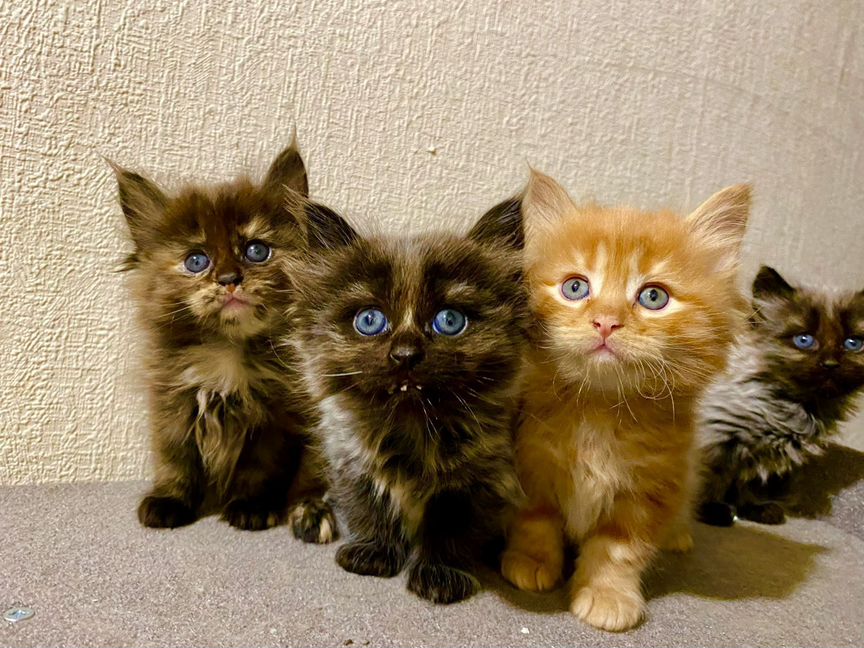Котята Мейн-Кунчики