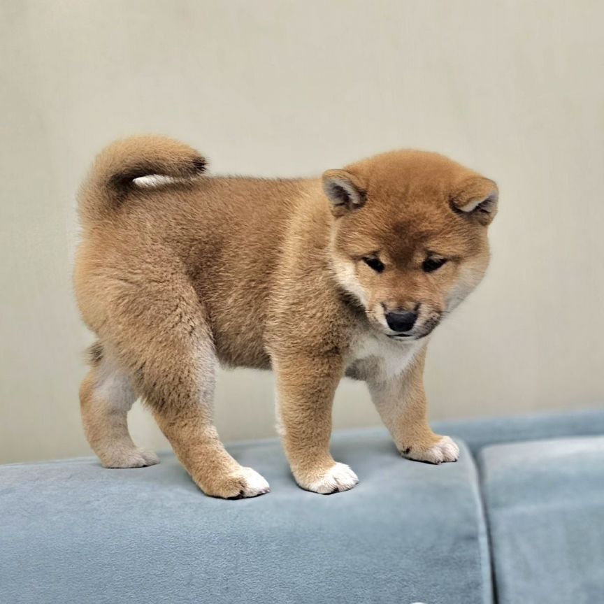 Сиба ину щенок девочка
