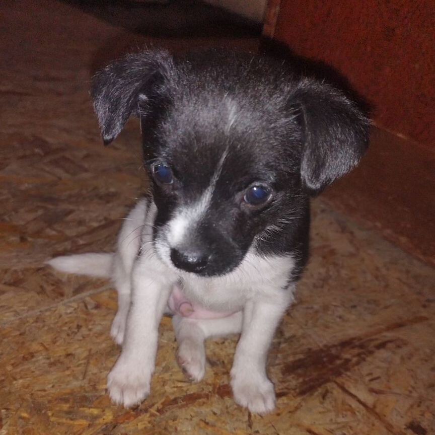 Джек-рассел-терьер, щенок