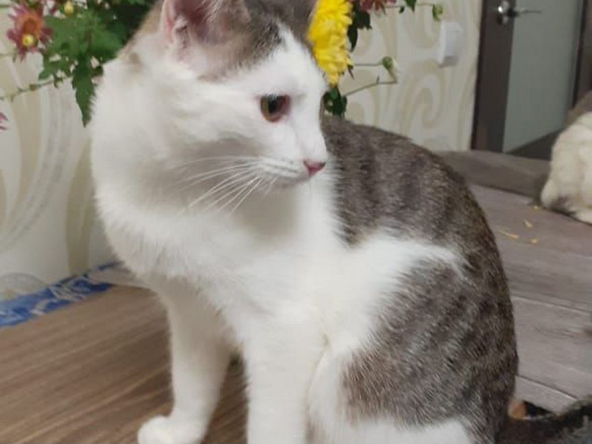 Котёнок Лаврик