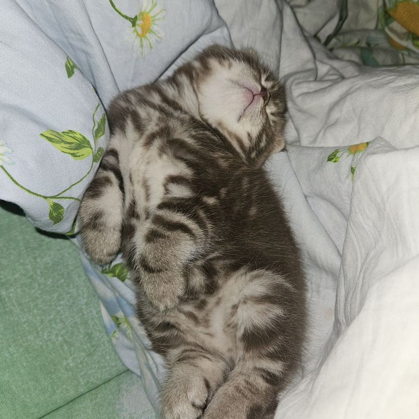 Шотландские котята