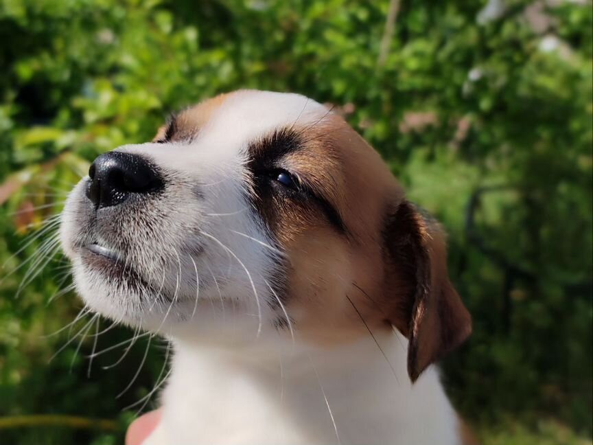 Щенки Джек рассел терьер с документами РКФ