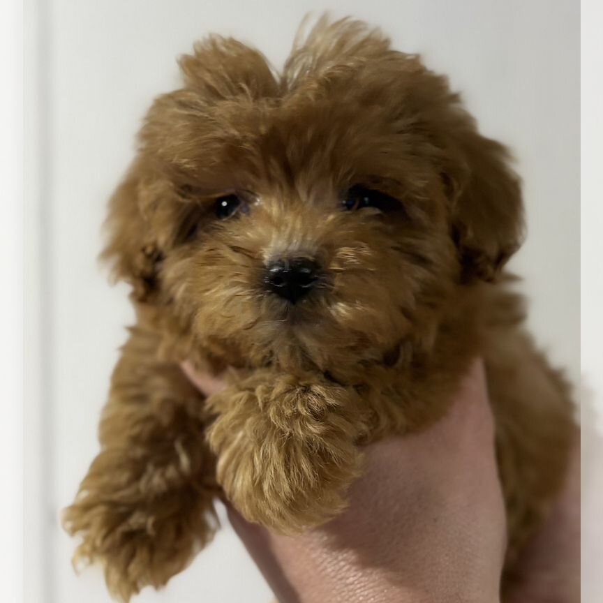 Карликовый пудель, щенок