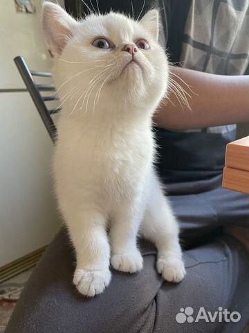 Британский котенок