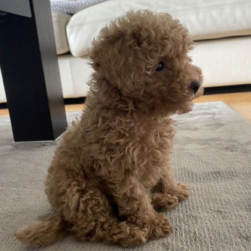 Карликовый пудель